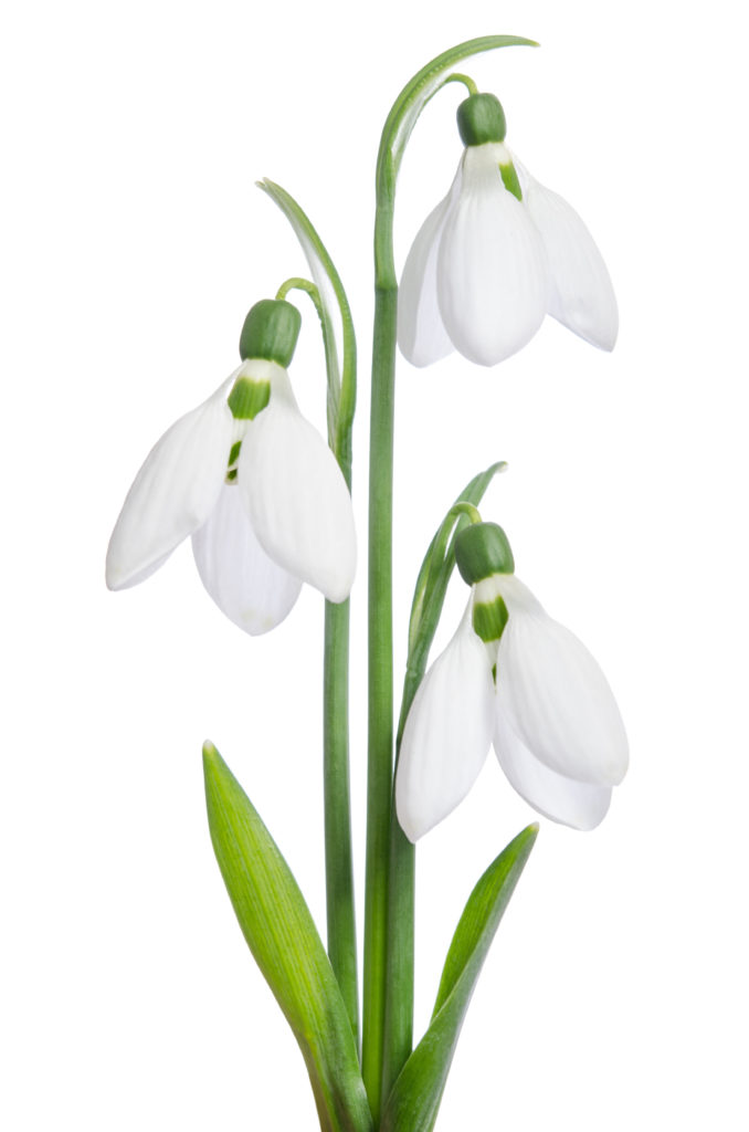 Schnittblumen - Blumen und Gestecke für alle anlässe